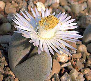 Dinteranthus puberulus